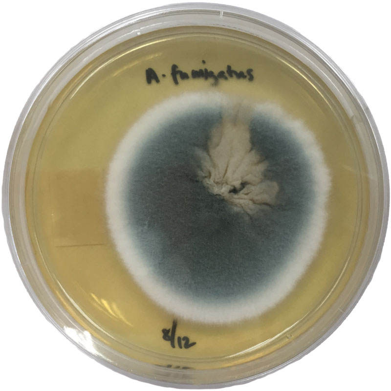 Aspergillus fumigatus | Mold Xperts